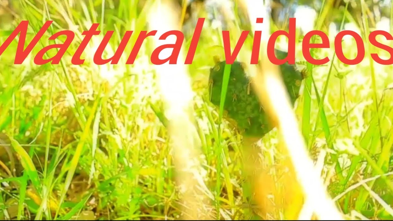 Natural videos - YouTube
