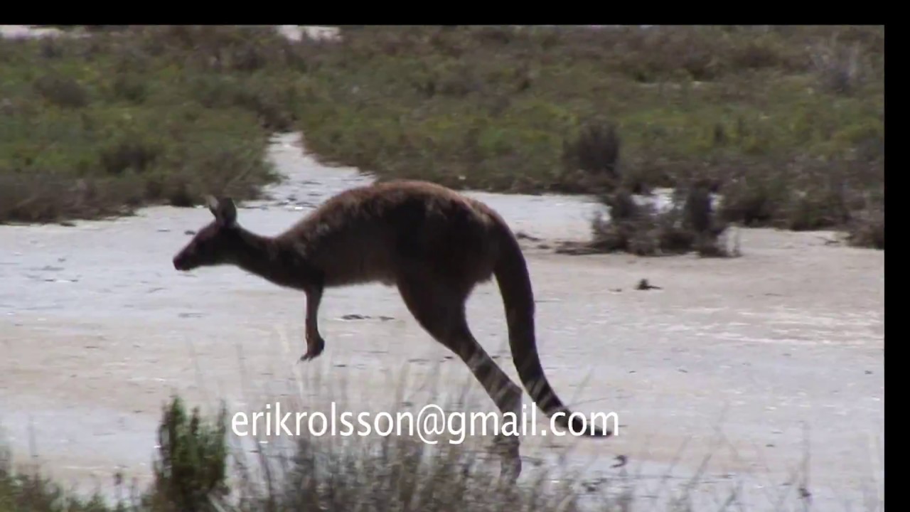 Kangaroo Jumping in the Australian Outback - YouTube