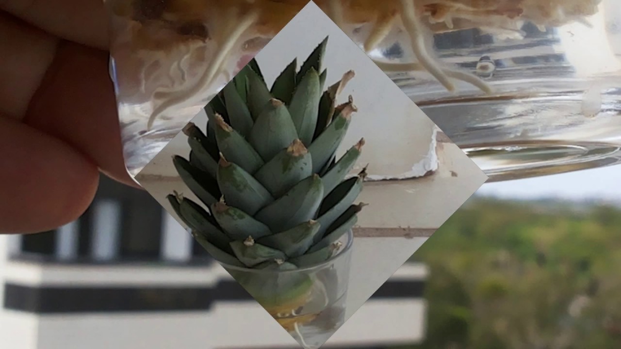 How To Make Ornamental Pineapple Sprouts - YouTube
