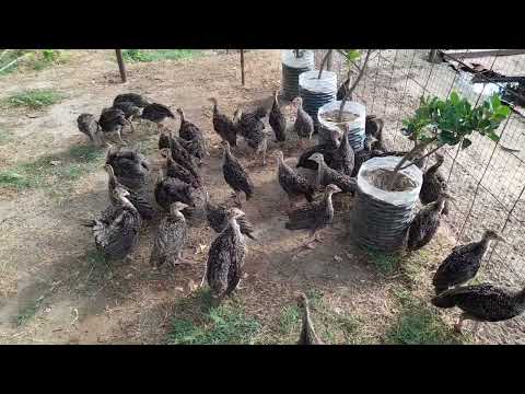 Hinduşkalarda Bağırsaq Pozğunluğu./Suallara Cavab/