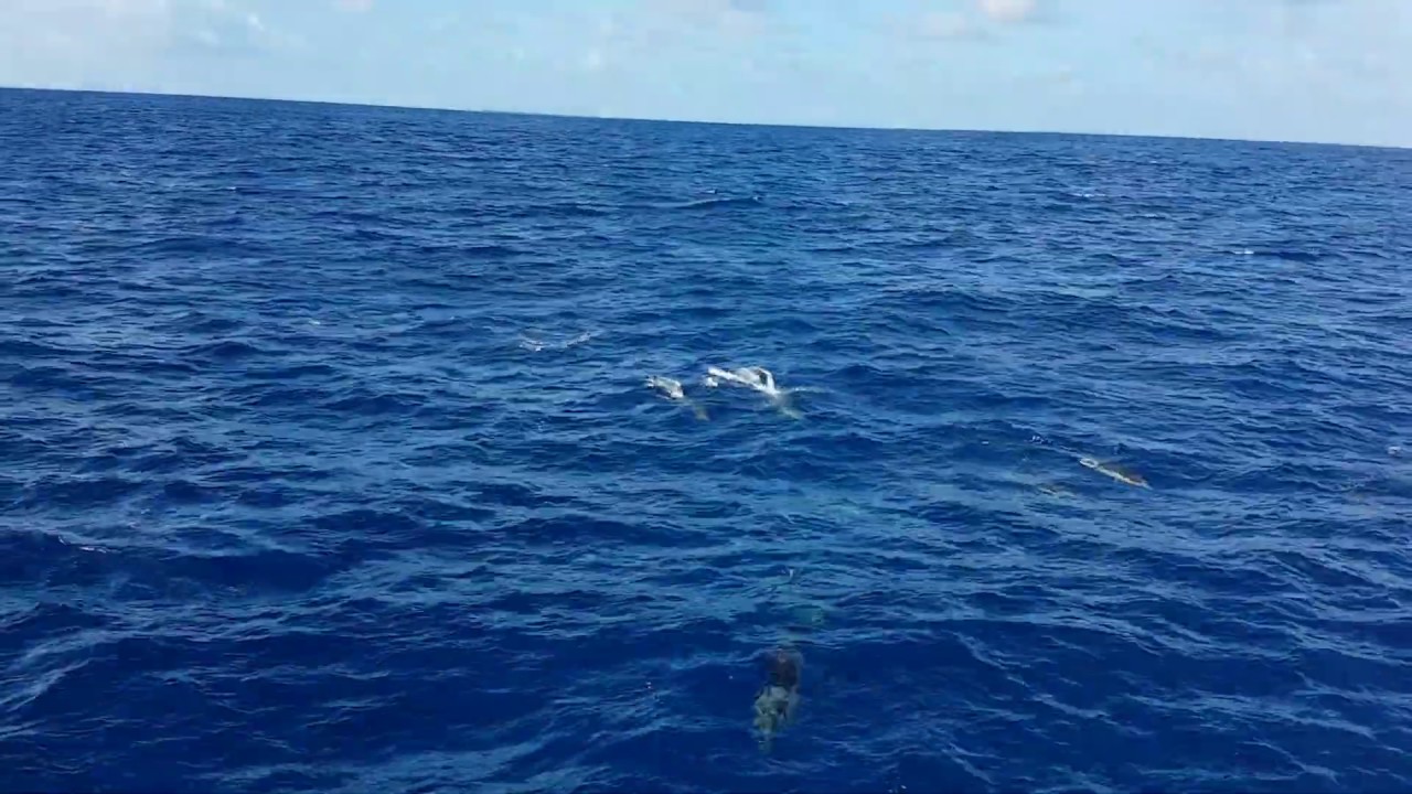Ein Tag im Meer - Delfine in der wilden Natur der Azoren - YouTube