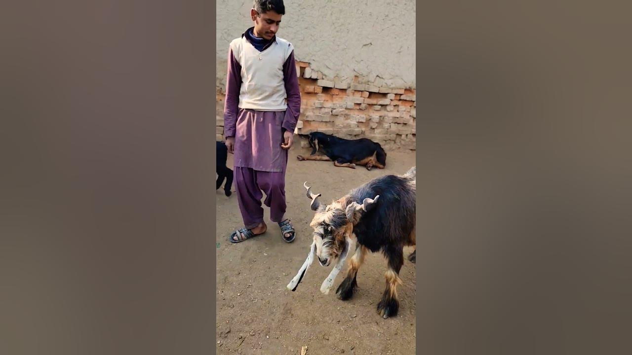 Pregnant Got#ch safdar ali #trending #viralreels #got farming #shortsfeed #automobile # ...