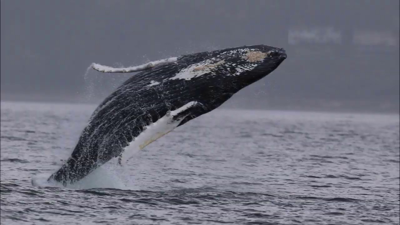 Whale Watching Buckelwal - YouTube