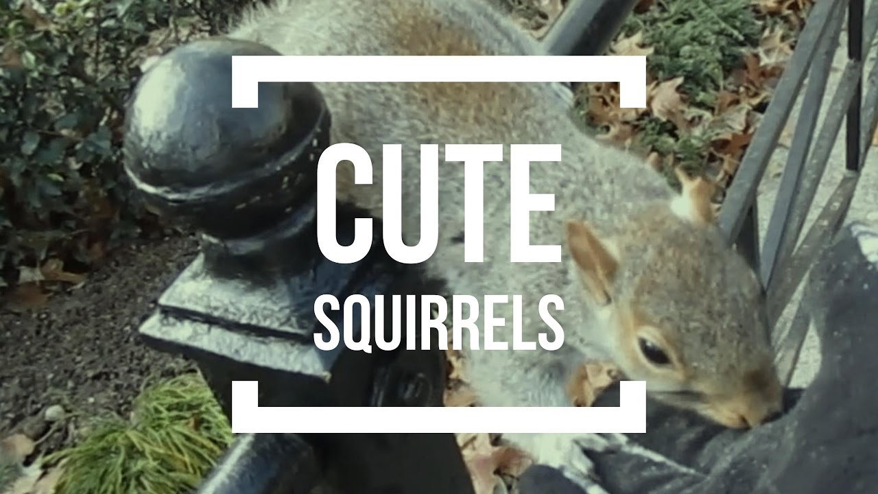 PETTING SQUIRRELS IN NEW YORK CITY - YouTube