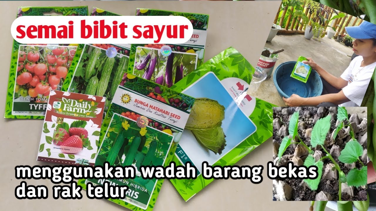 Semai bibit sayur menggunakan wadah barang bekas dan rak telur - YouTube