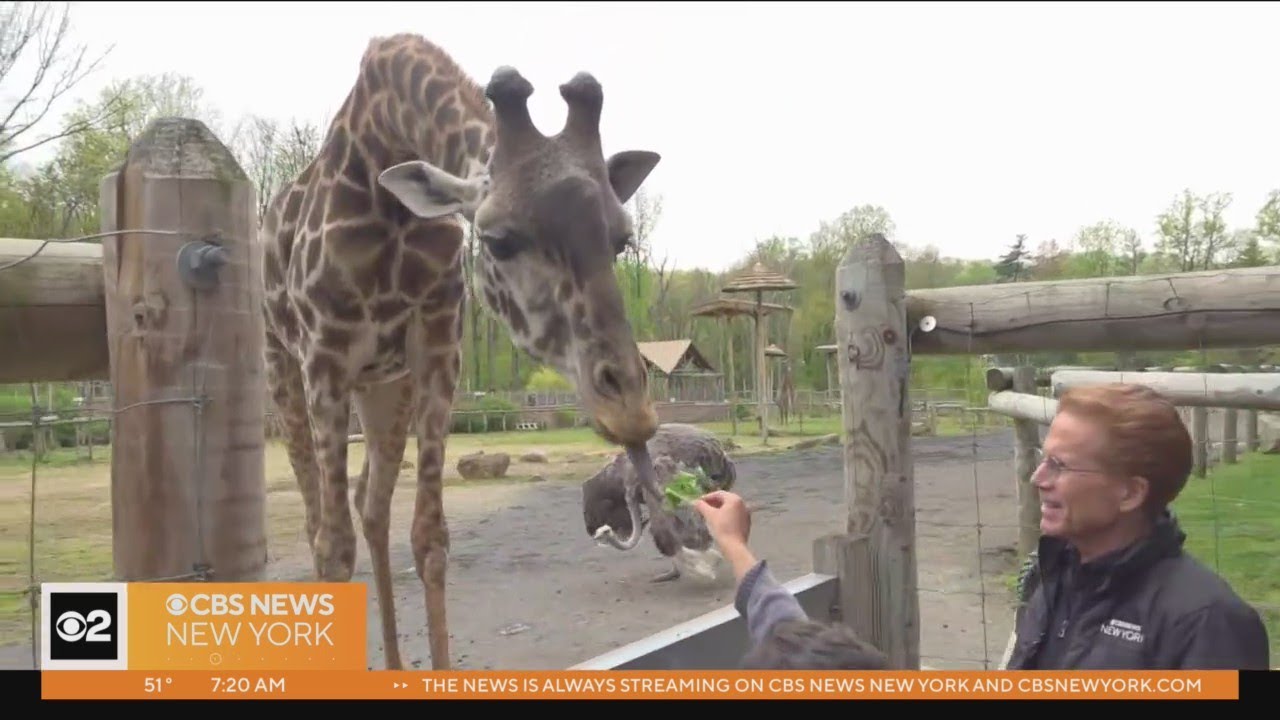 Turtle Back Zoo veterinarian - YouTube