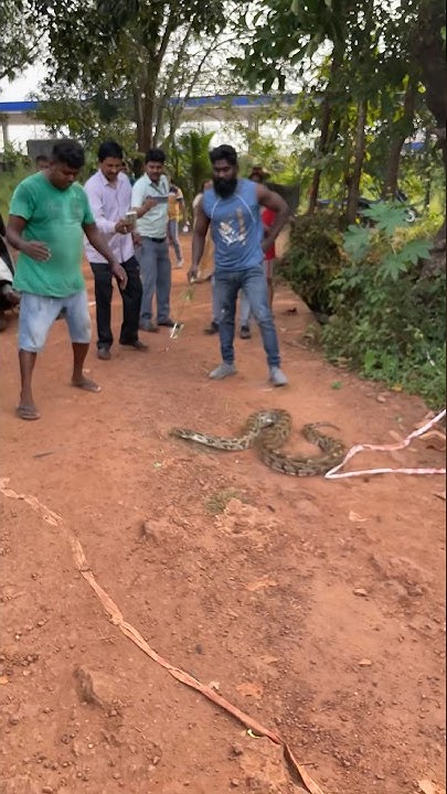 Big python| Snake | Indian Rock python Rescued at colvalem goa and ...