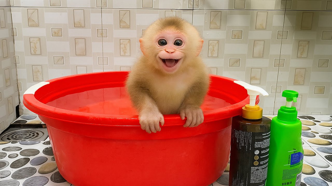 Unbelievable! Smart Monkey Molly Finds a Clever Way to Stop Her Itchy ...