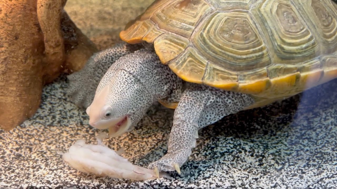 Long Awaited UPDATE: Where are all my fish? - YouTube