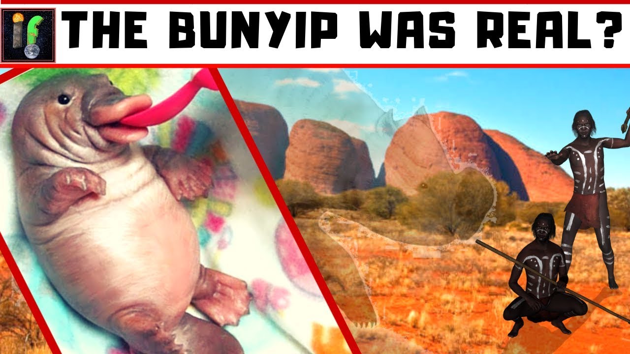 The Australian Bunyip found? - YouTube