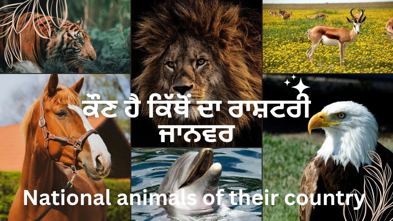 NEW AMAZING FACTS IN PUNJABI | NATIONAL ANIMALS OF ALL COUNTRY - YouTube