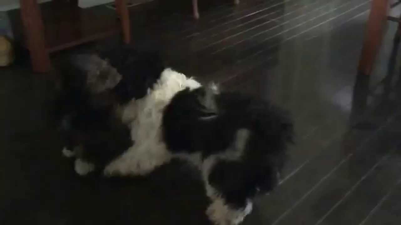 Two possessed creatures take on a warriors battle - YouTube