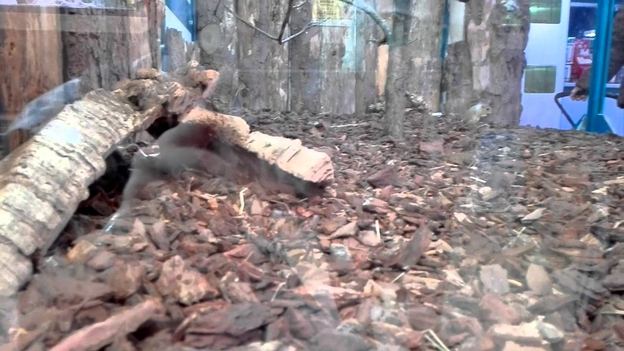 Topo canguro - YouTube