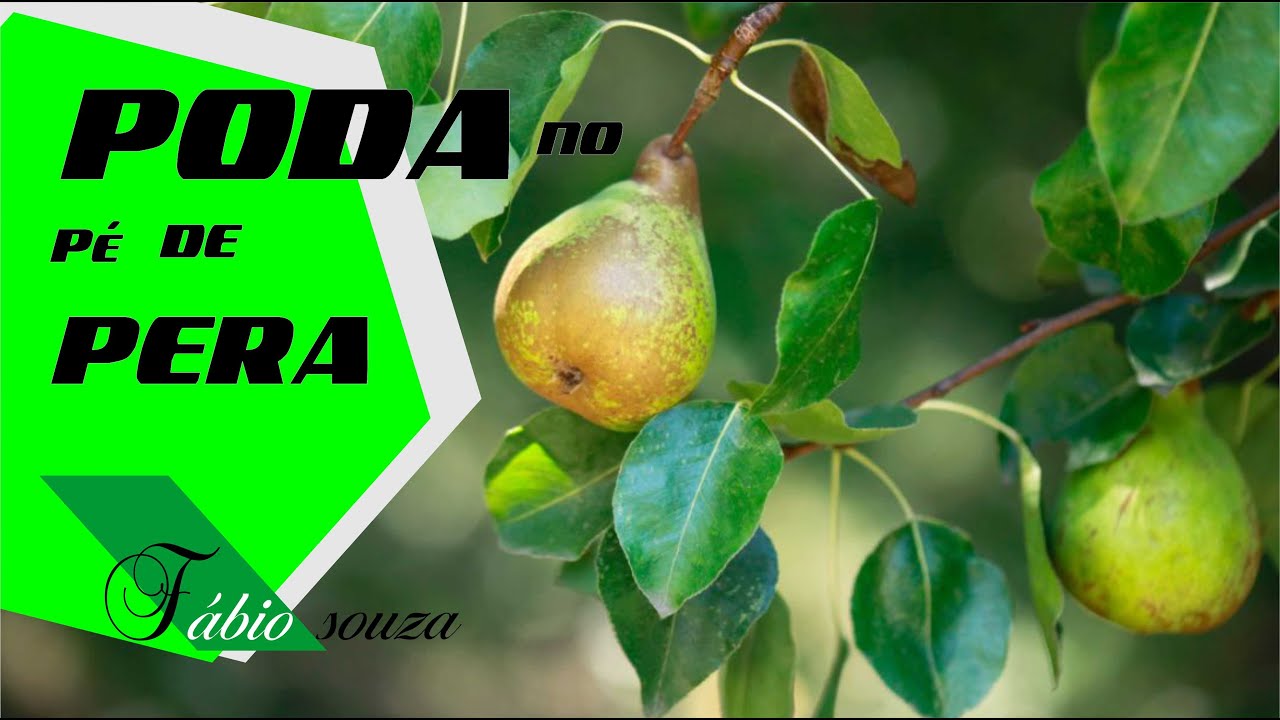 Como podar um pé de pera corretamente - YouTube