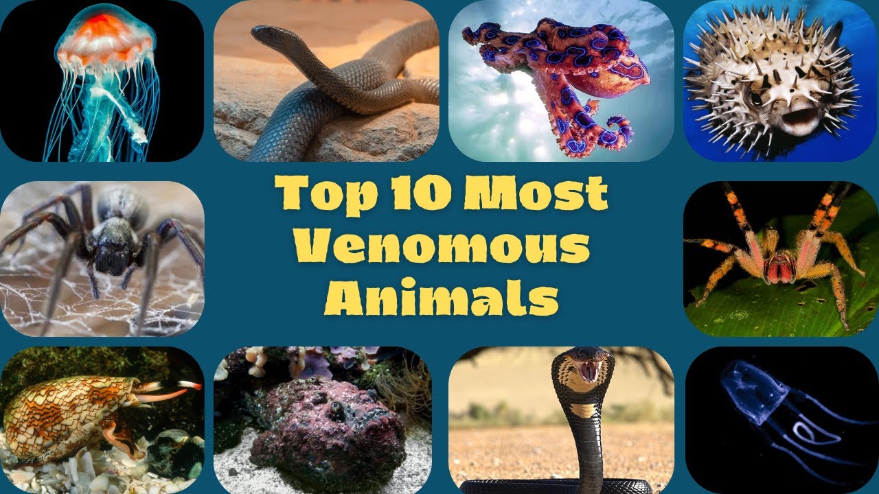 The World's 10 Most Venomous Animals: Shocking Facts & Lethal Secrets ...