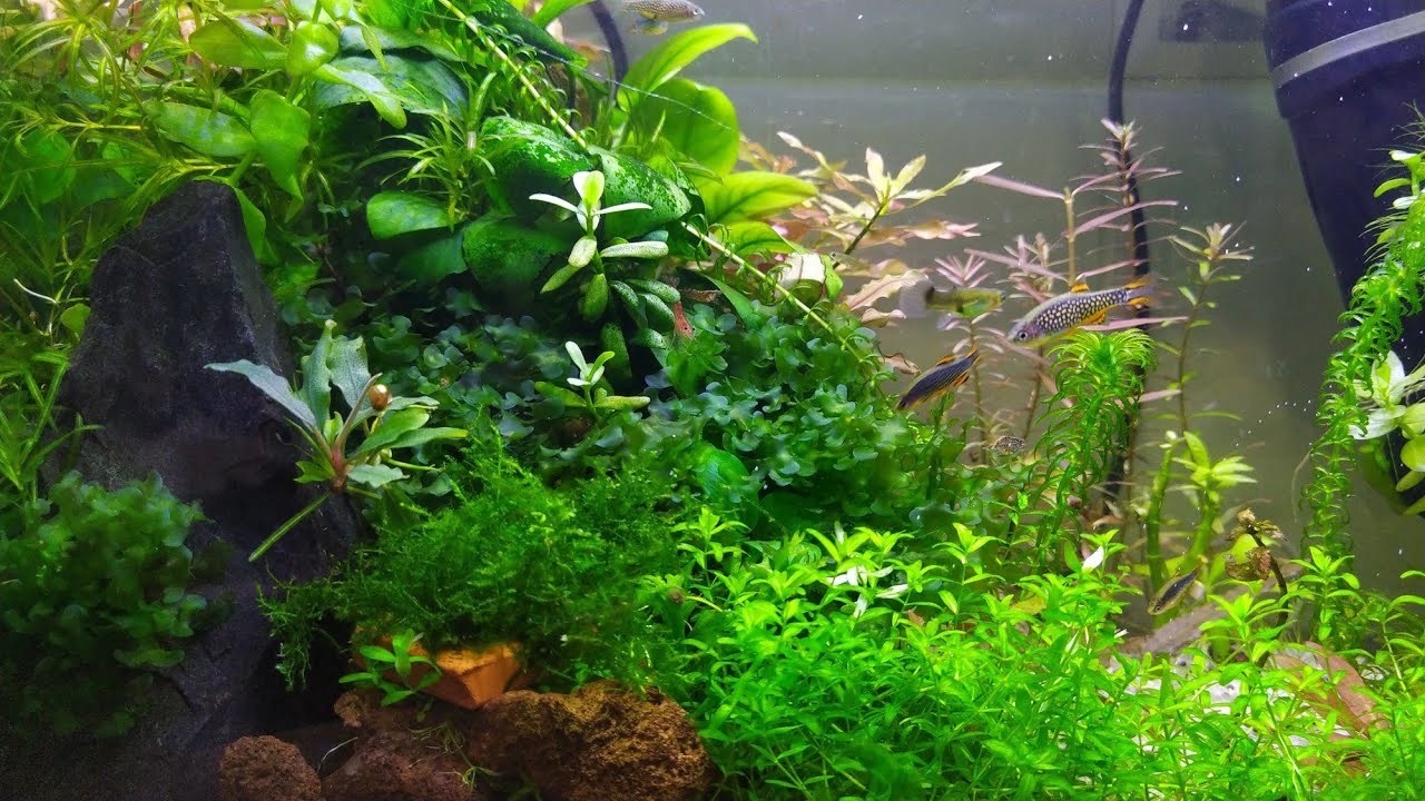 Aquarium 40L, 300L,500L.Fish in the aquarium - YouTube