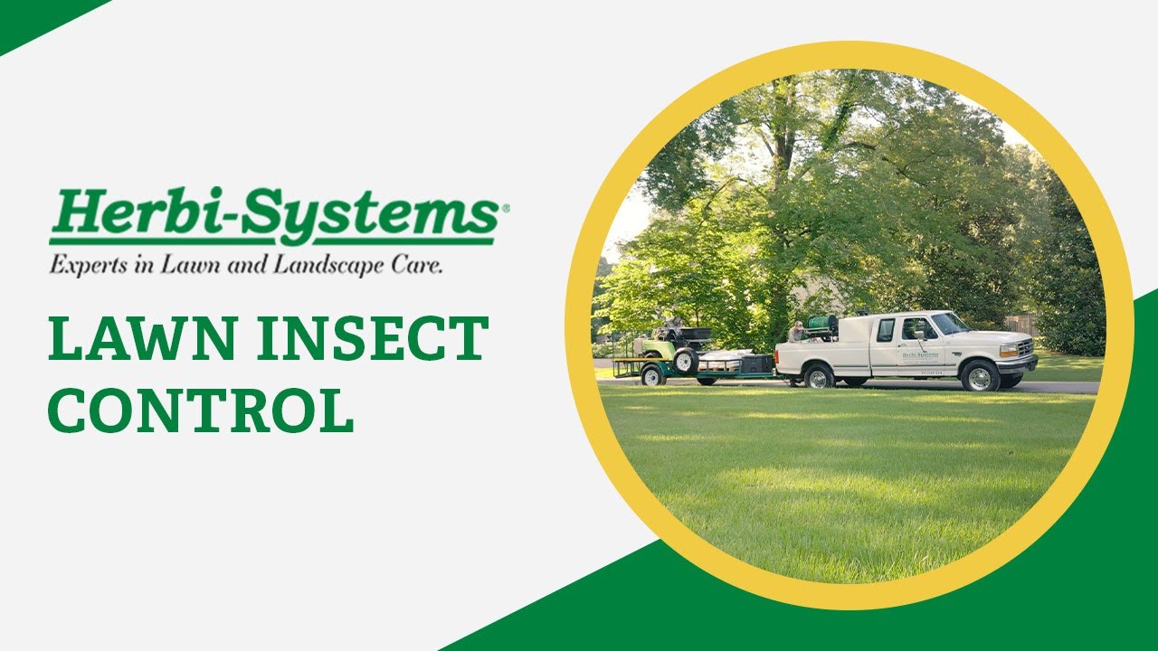 Lawn Insect Control - YouTube