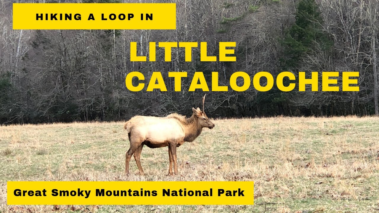 HIKING a loop Little Cataloochee in the Great Smoky Mountains - YouTube