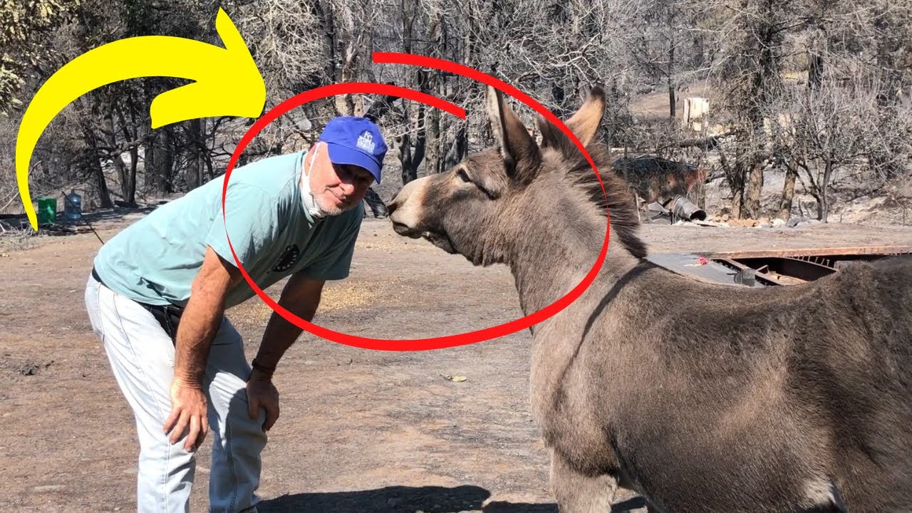 A Video Of A Donkey Running To Owner After Surviving Wildfire - YouTube