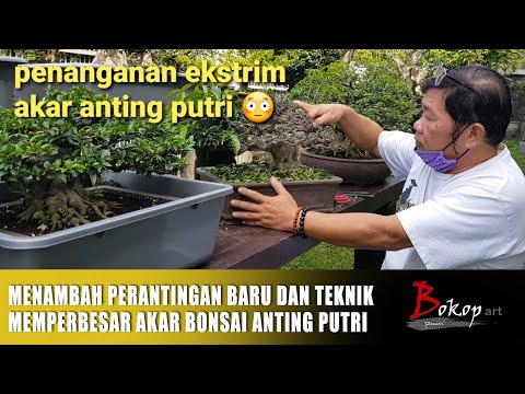 MENAMBAH PERANTINGAN BARU DAN TEKNIK MEMPERBESAR AKAR BONSAI ANTING PUTRI