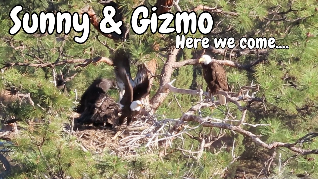 Smith Rock Eagles Are Packing Up to Meet Sunny & Gizmo! - YouTube