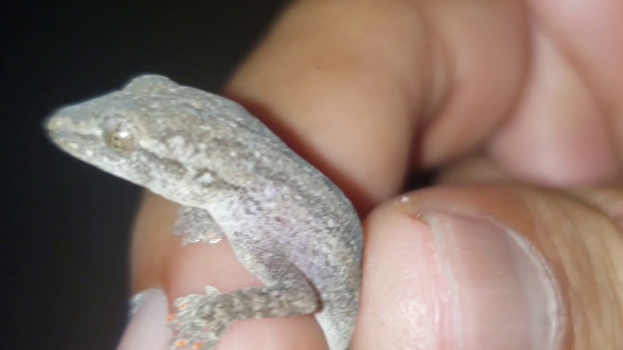 Que son las Cuijas!!! - YouTube