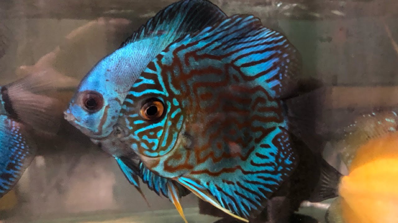 Mengenal Ikan Discus Turquoise Heckel Cross - YouTube