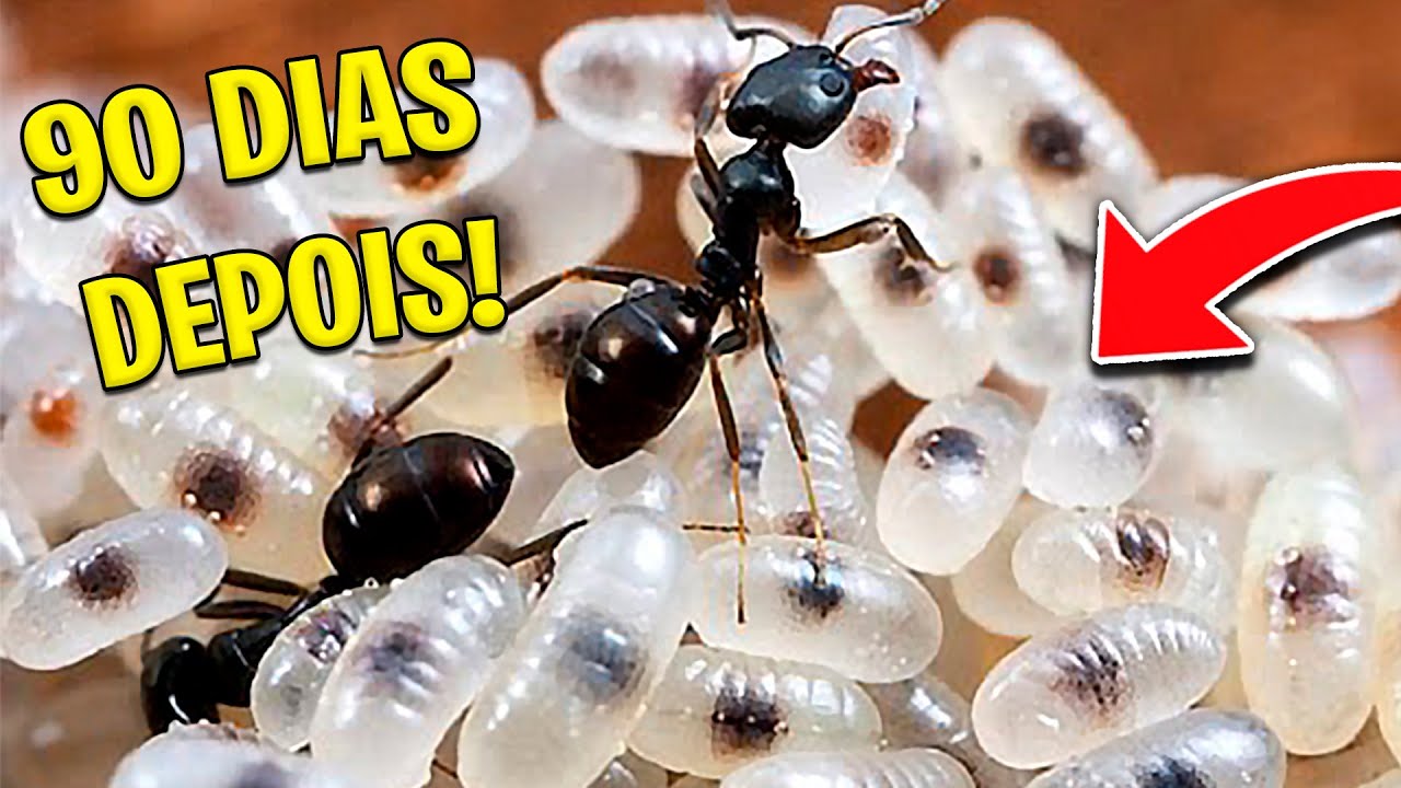 Como E Uma Formiga Rainha Acucareira