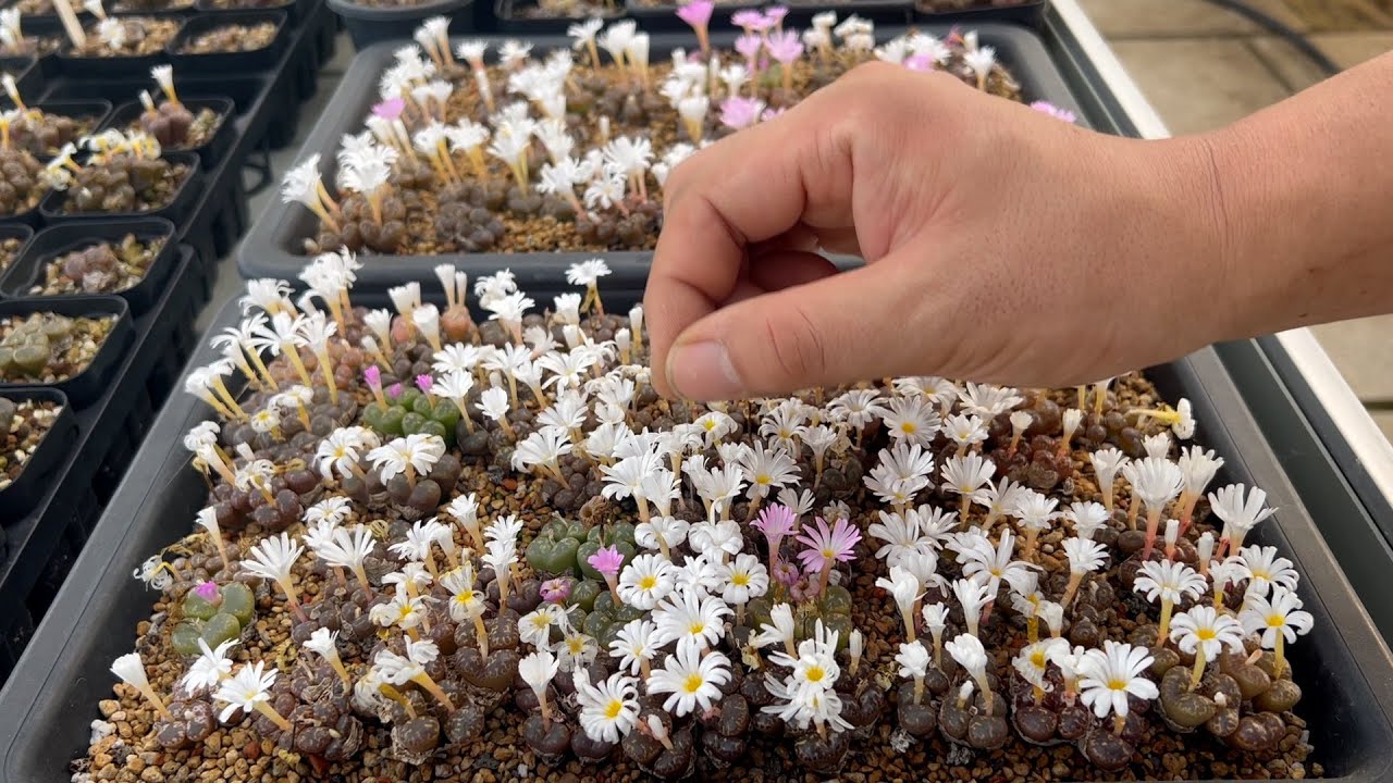 Conophytum Beginner's Cultivation Guide Part 1 | Cultivation Methods ...