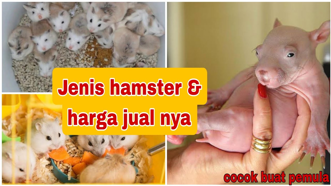 HARGA HAMSTER BESERTA JENIS - JENIS HAMSTER 2024 .cocok buat usaha ...