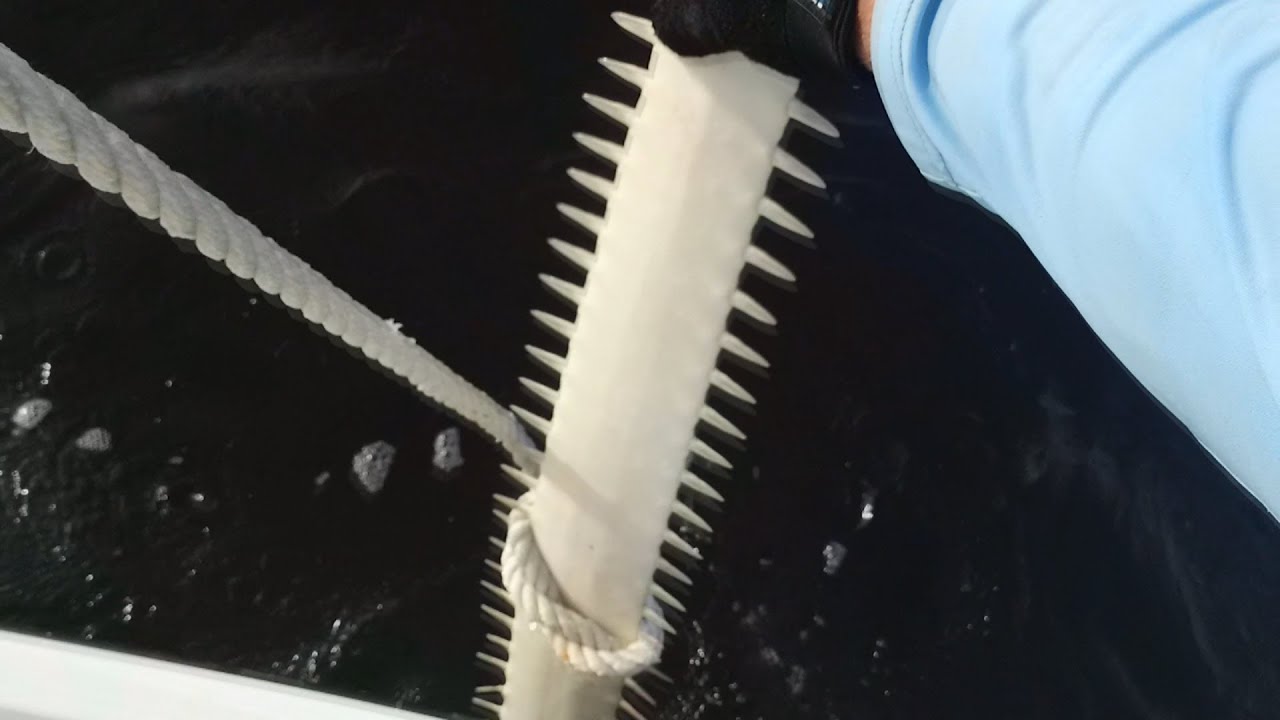 Saltwater Fishing - Extreme Saltwater Fishing Sawfish - Inshore Fishing ...