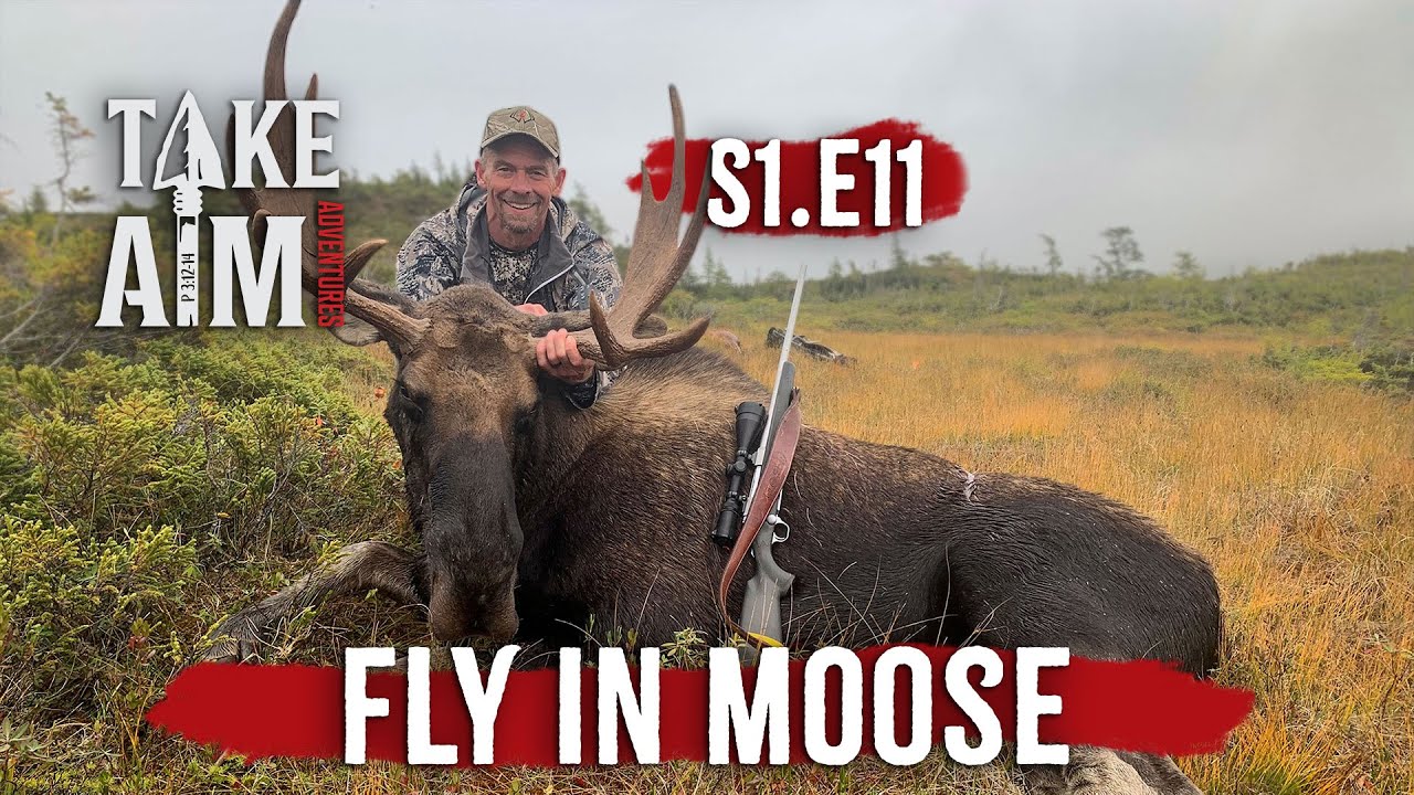 Fly In Moose - YouTube