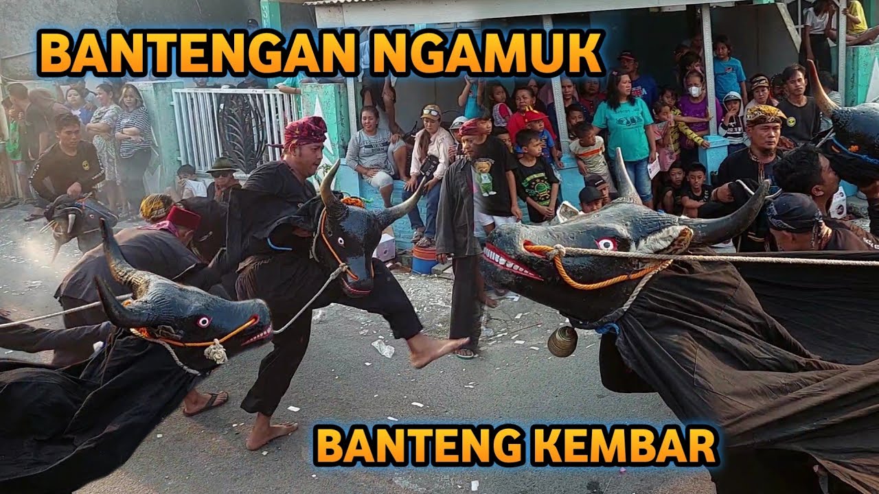 Bantengan Ngamuk Banteng Kembar Pacet Made Live Gunung Gedangan ...