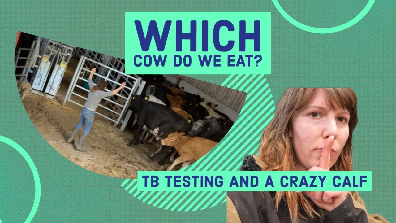 TB TESTING crazy calf and burgers the cow | Charlotte Ashley Farm | The ...