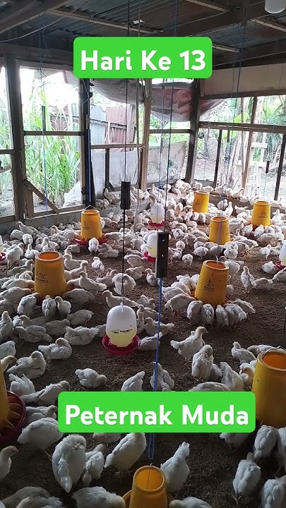 Hari Ke 14 #shorts - YouTube