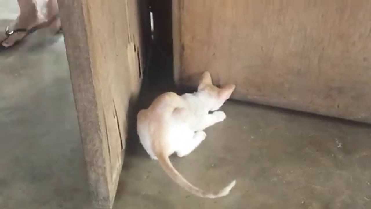 Skinhead Cats: Skinhead Cats Funny Cat Fight Very Cute Very Funny - YouTube