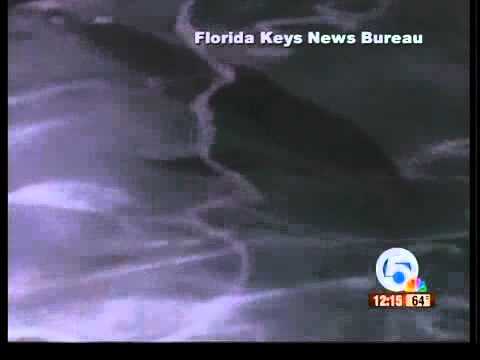 Louis the dolphin - YouTube