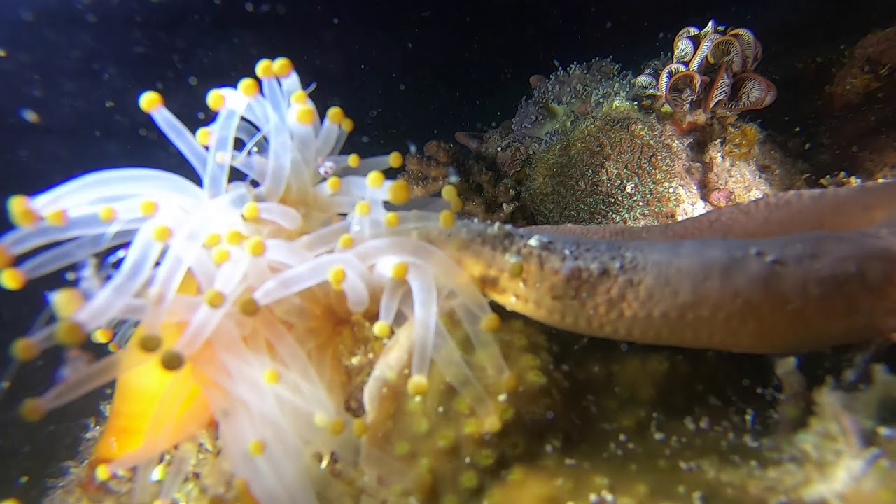 菲律賓宿霧CEBU Bohol薄荷島ALONA Kalipayan 水肺潛水夜潛NightDive 螃蟹船出海2019/04/01 - YouTube