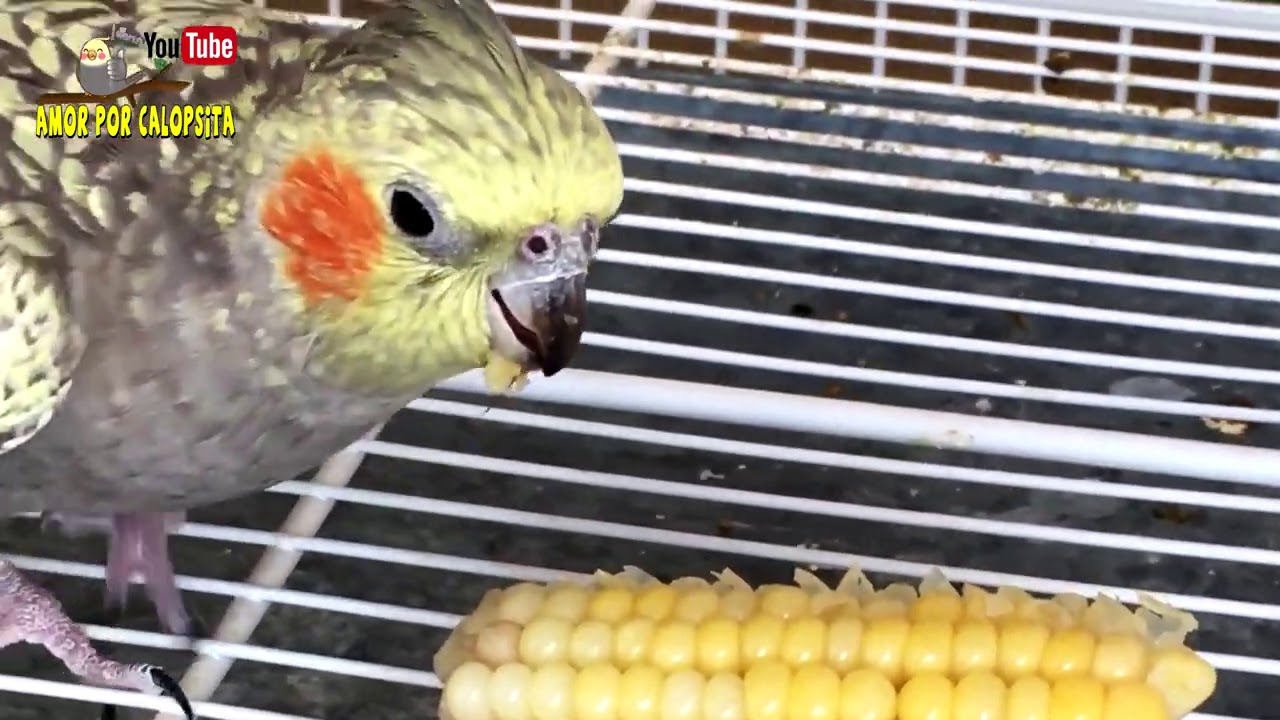 Calopsita Fêmea Comendo Milho - YouTube