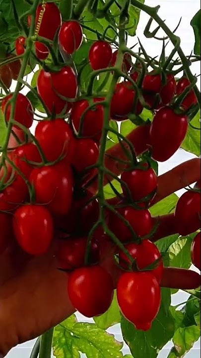 Sweet tastingTomatoes Cherry Sugar Plum Tomato 🍅🍅🍅 - YouTube