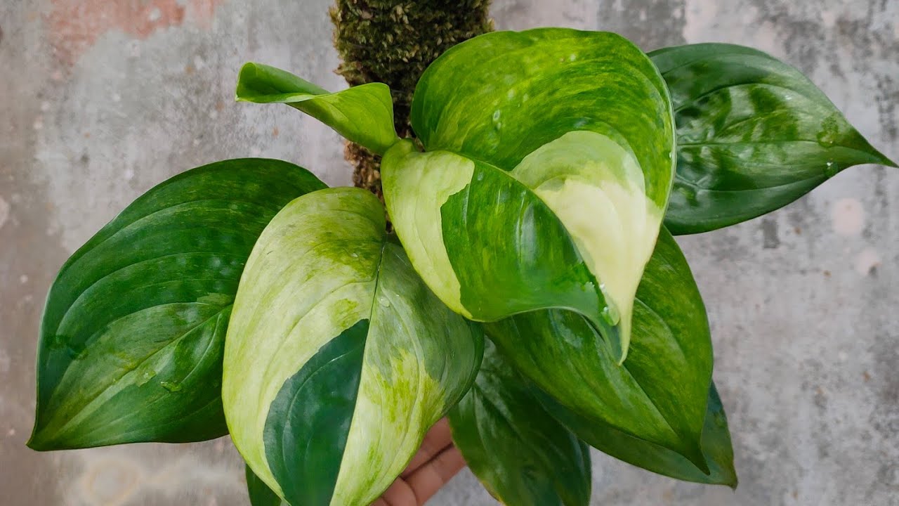 Scindapsus Perakensis Variegata (Plant propagation) - YouTube