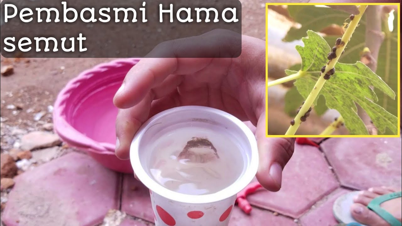 Cairan pembasmi hama semut pada tanaman - YouTube