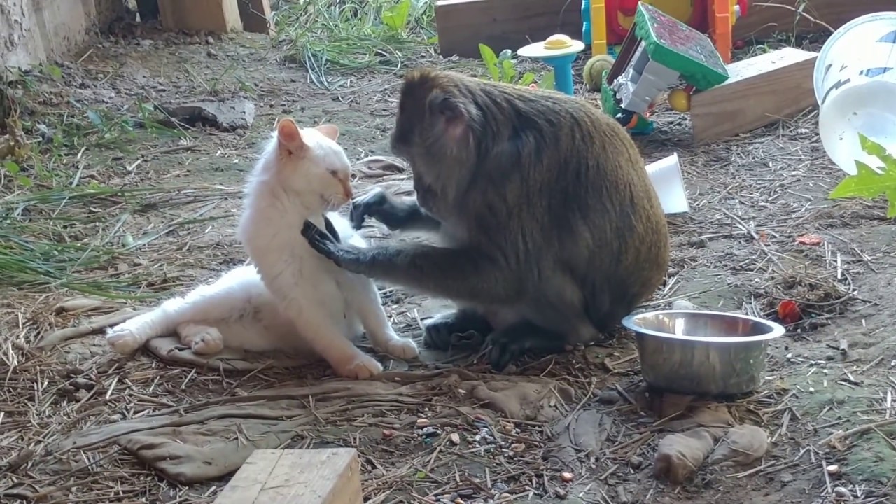 Rescued Monkey Grooms His Rescued Kitty - YouTube