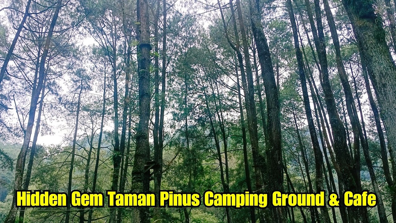 Hidden Gem Taman Pinus Camping Ground & Cafe Megamendung - YouTube