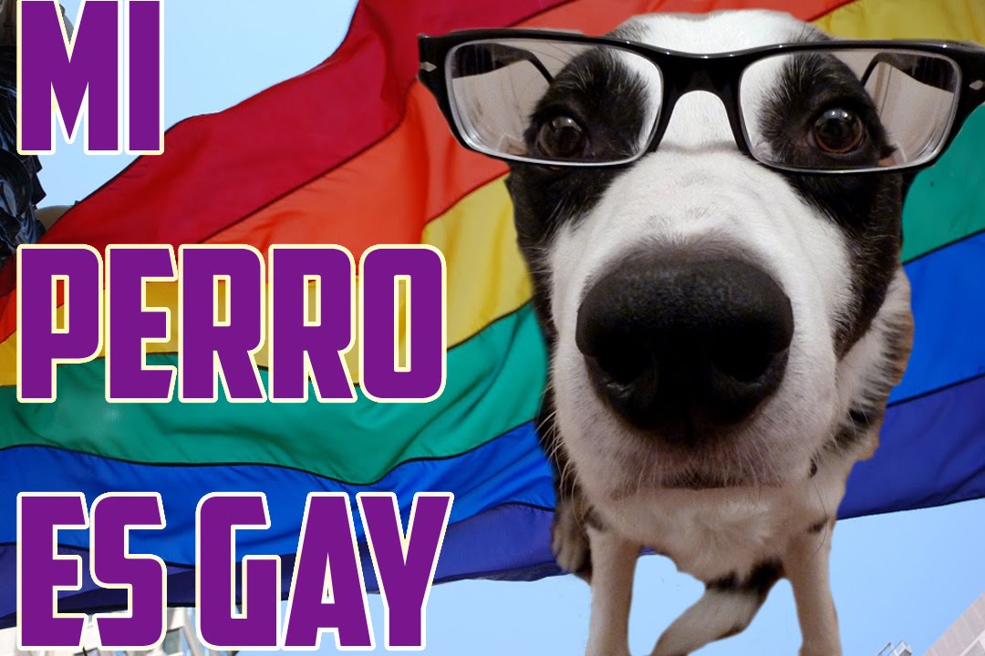 MI PERRO ES GAY │ NOTA ANIMAL - YouTube