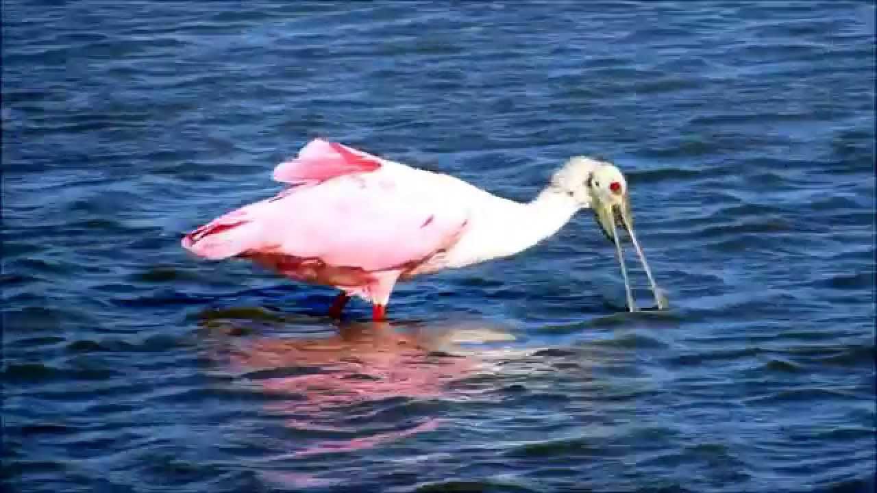 Espátula rosada (Platalea ajaja): Técnica de alimentación. - YouTube