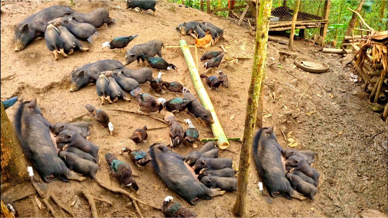 making troughs for pigs, two years of farm life living in the woods ...