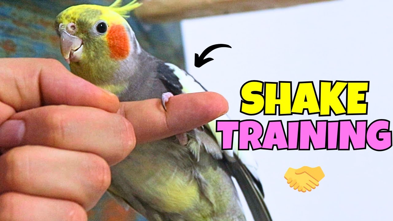 Teach Your Cockatiel Bird to Shake Hands: A Step-by-Step Guide for ...