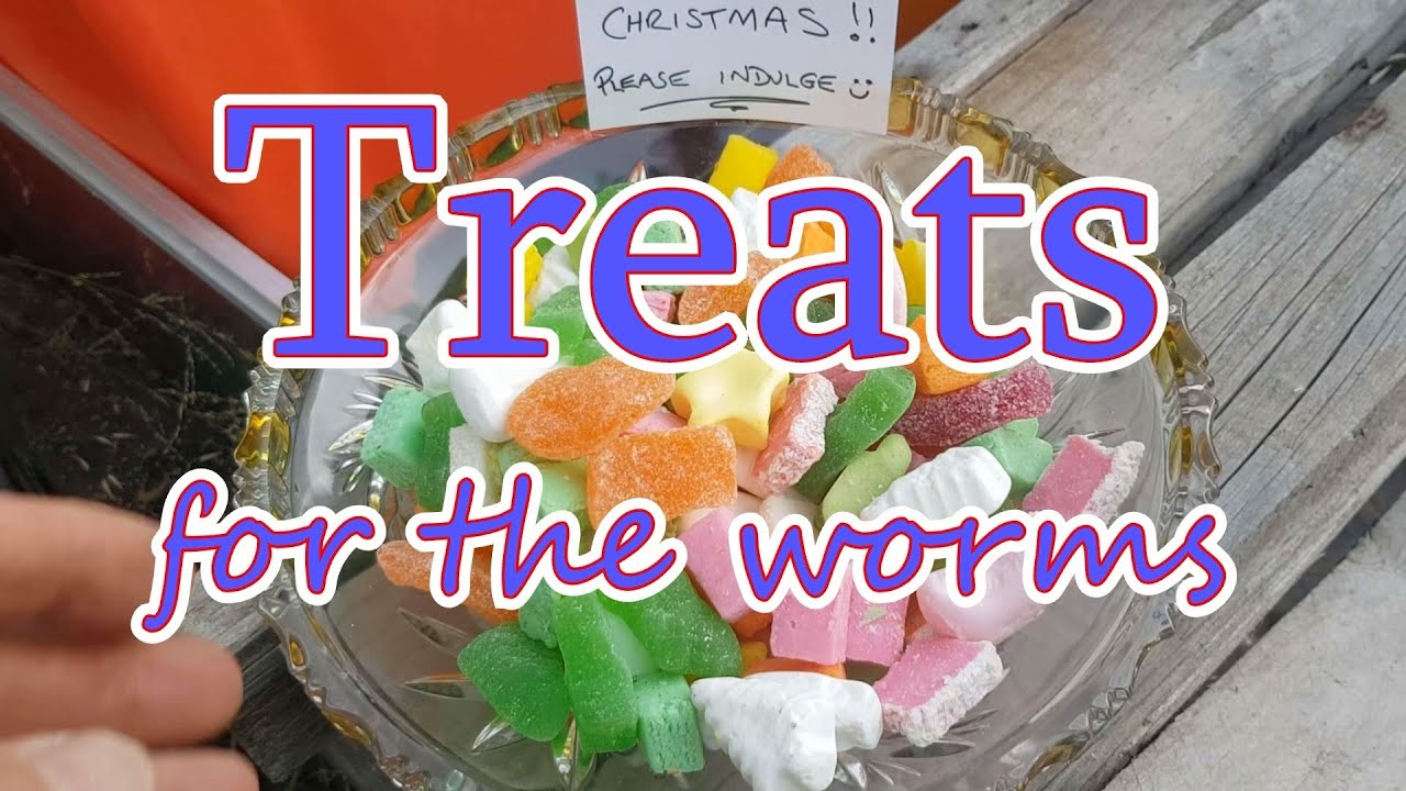 Will the Worms eat left over Christmas Lollies/Sweets/Candy? A Sugar ...