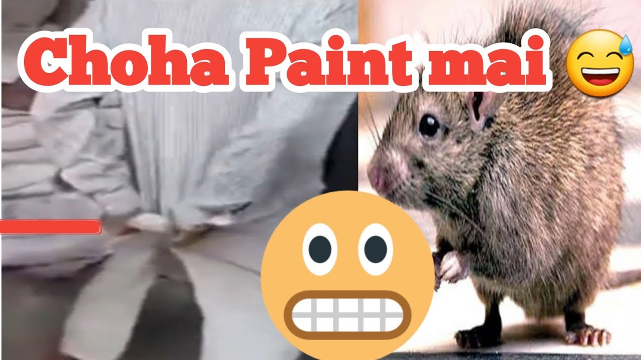 Choha paint main gus gaya hayee | chuha shalwar mai chala gya 😅 - YouTube